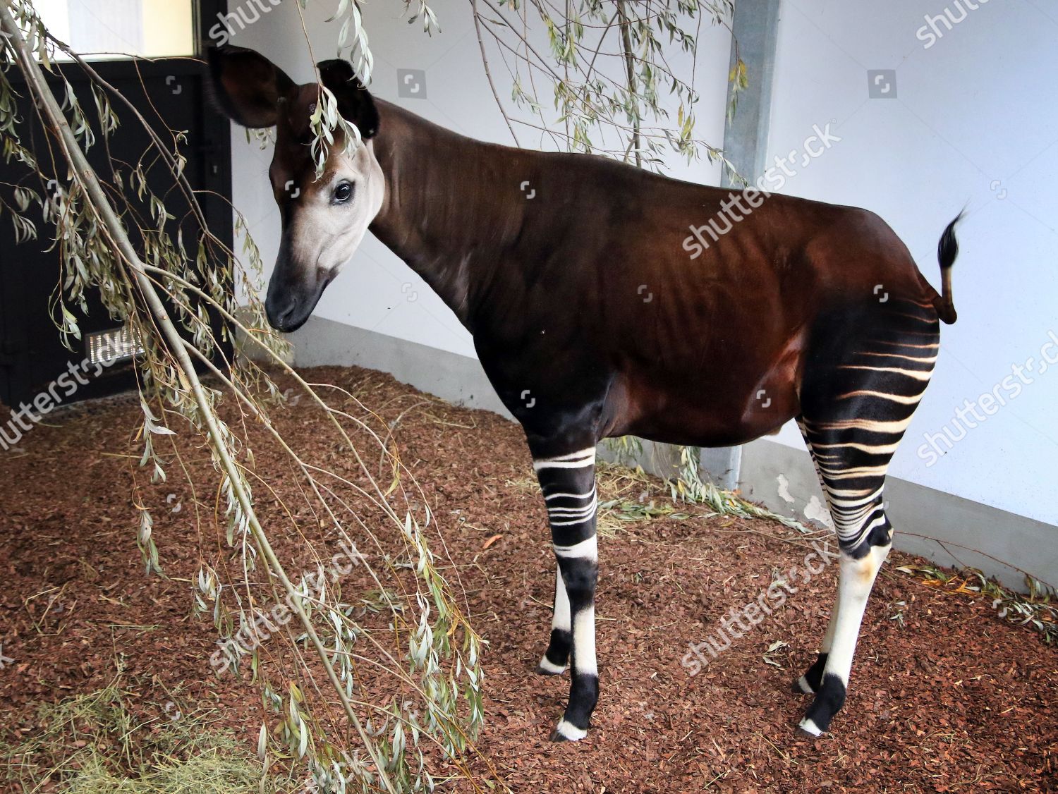 Male Okapi Usala Born April 2015 Editorial Stock Photo - Stock Image ...