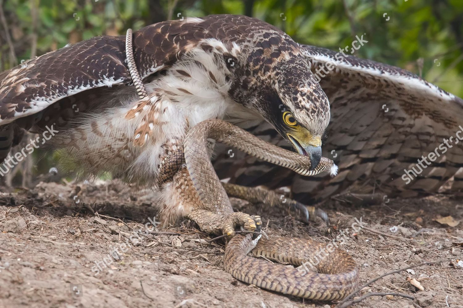 Crested Serpent Eagle Battles Snake Editorial Stock Photo - Stock Image ...
