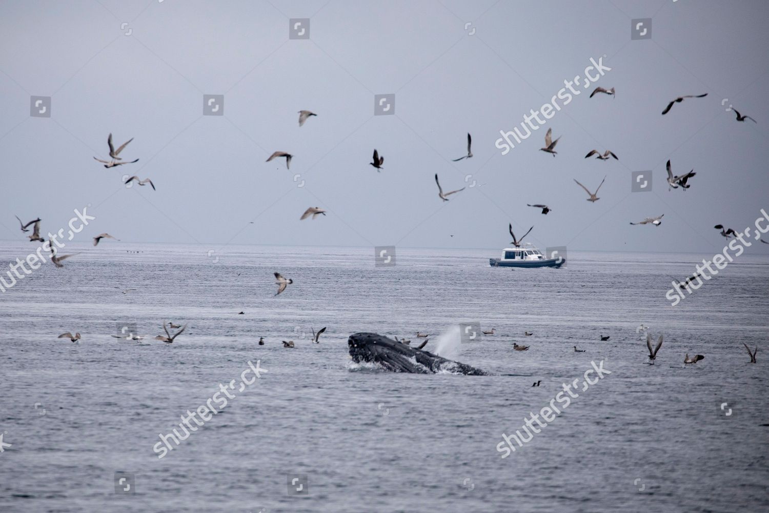 Humpback Whale Attacks Bait Ball Fish Editorial Stock Photo - Stock ...