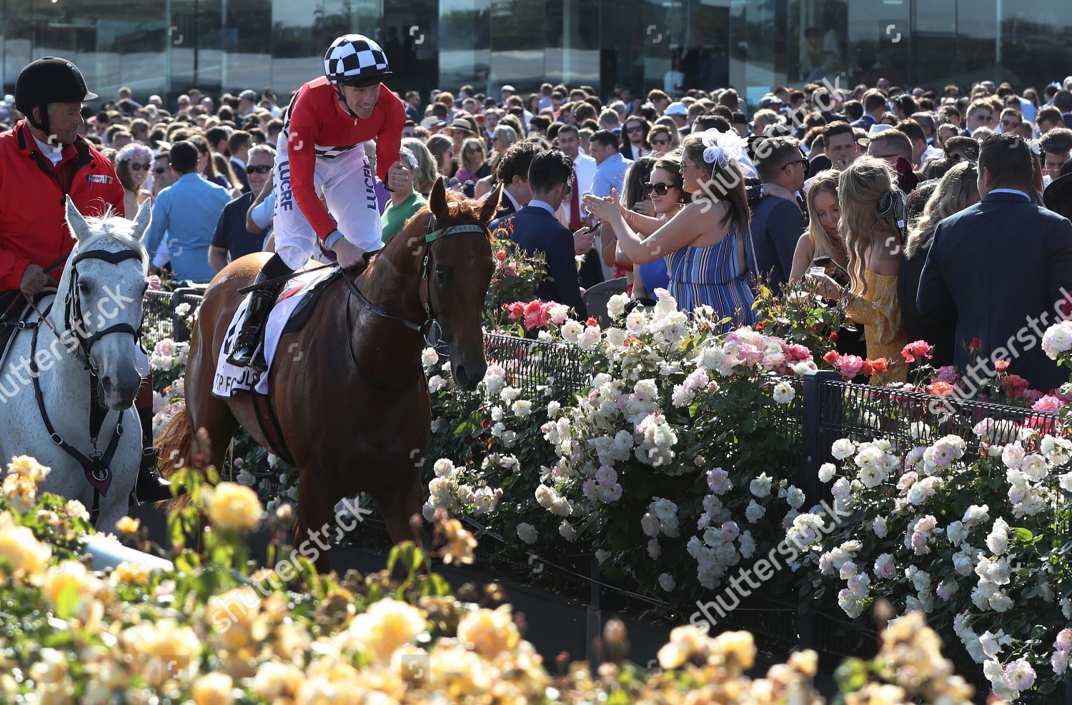 Trap Fools Ridden By Jockey John Editorial Stock Photo - Stock Image ...