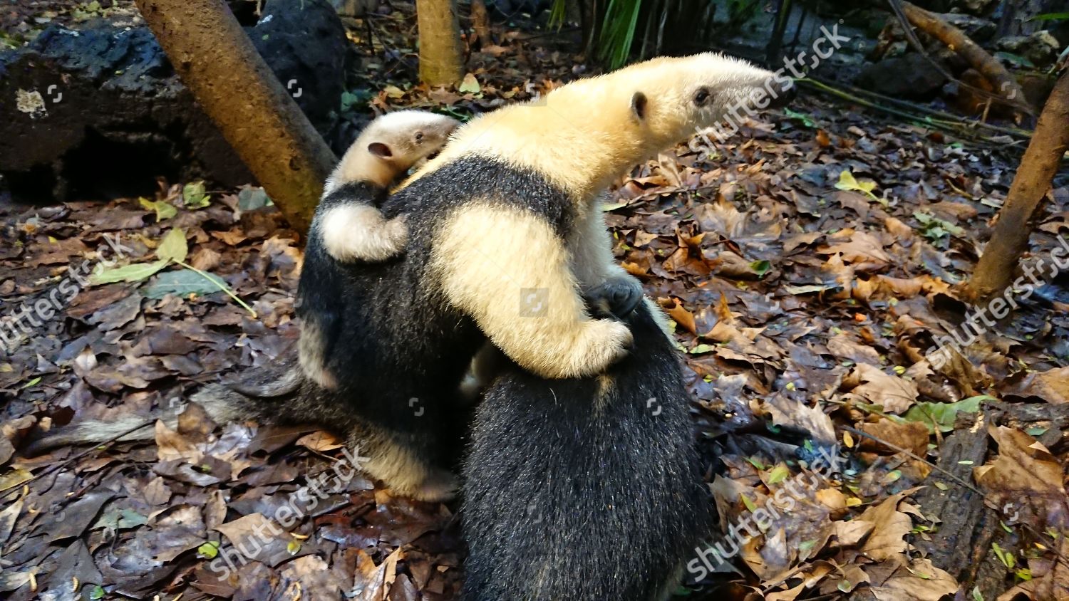 Baby Tamandua Family Editorial Stock Photo - Stock Image | Shutterstock