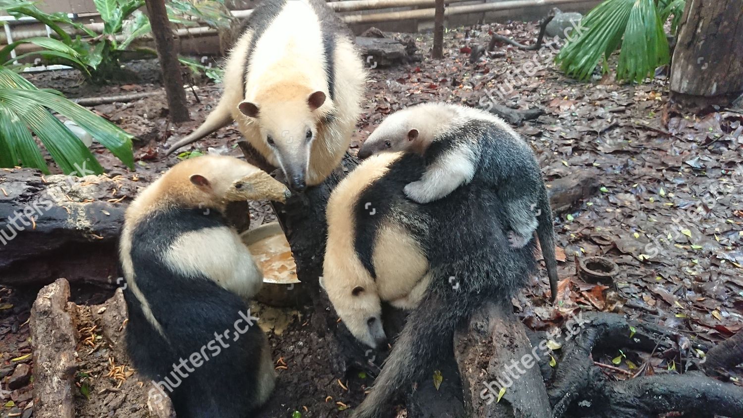 Baby Tamandua Family Editorial Stock Photo - Stock Image | Shutterstock