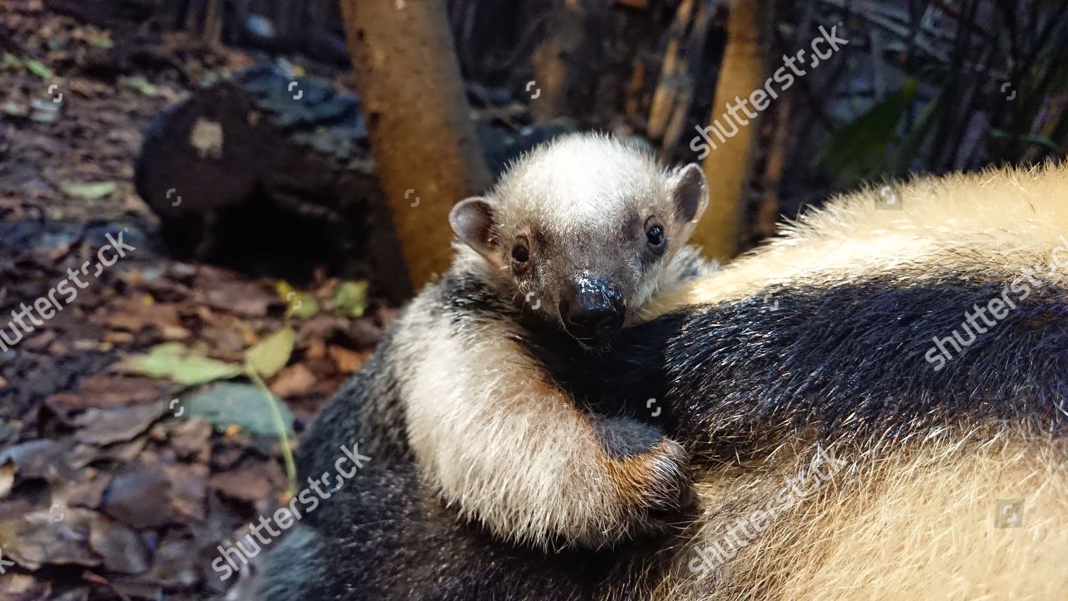 Baby Tamandua Editorial Stock Photo - Stock Image | Shutterstock