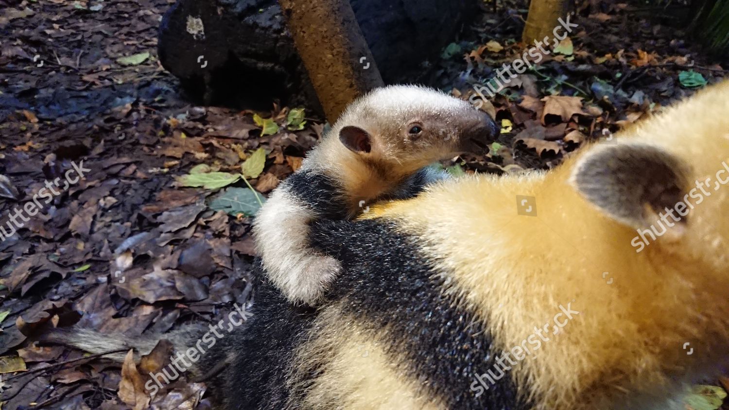 Baby Tamandua Editorial Stock Photo - Stock Image | Shutterstock