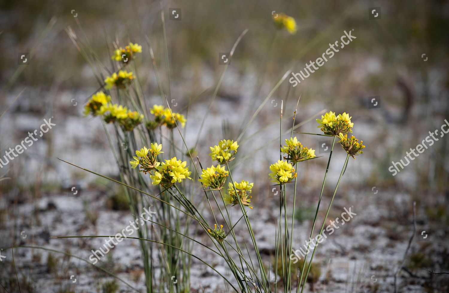 Indigenous Fynbos Flowers Bloom Area Burned Editorial Stock Photo ...
