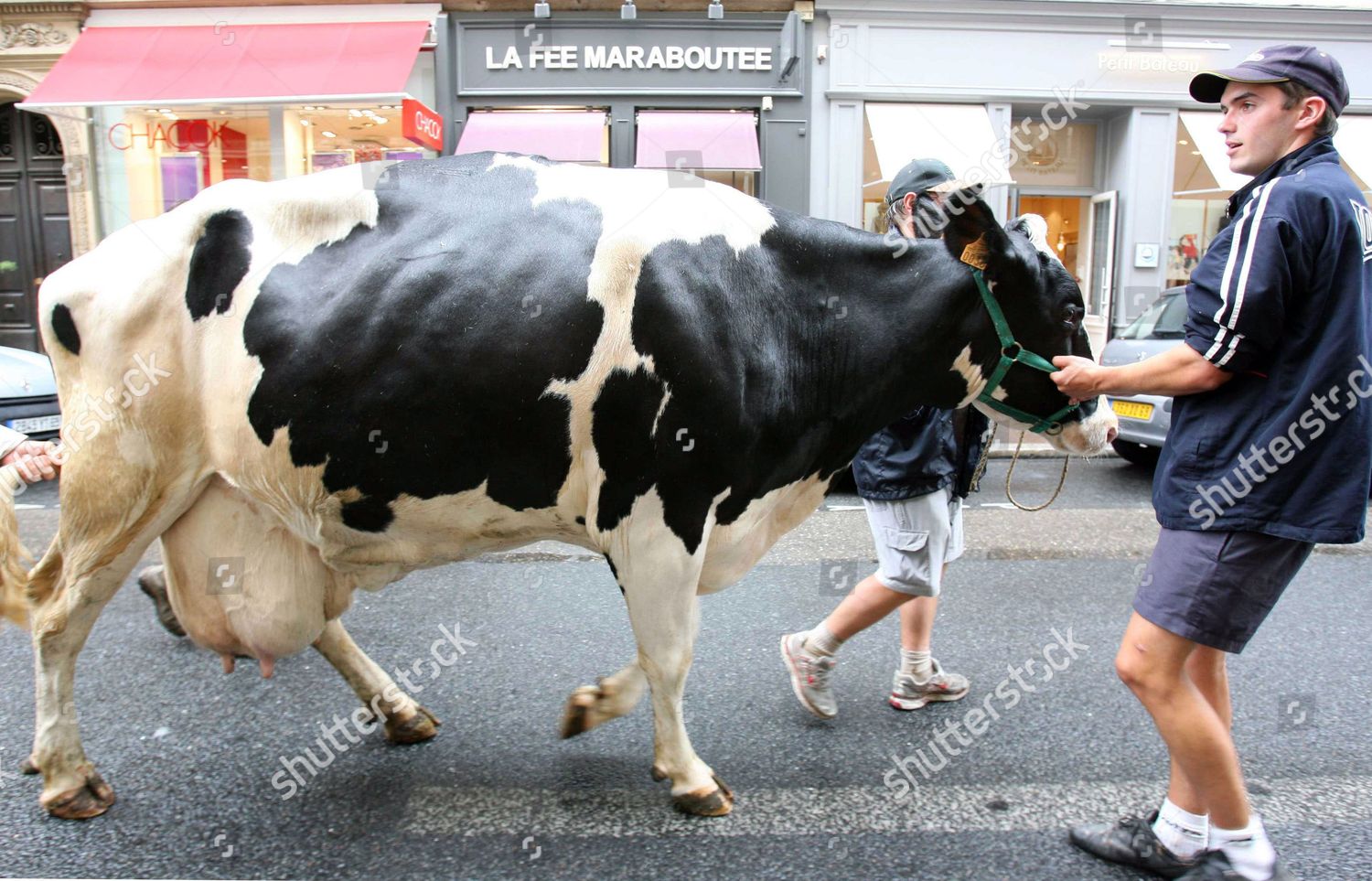 Cow City Centre Editorial Stock Photo - Stock Image | Shutterstock