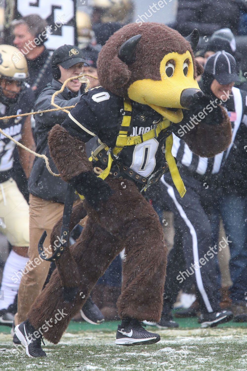 Colorado Mascot Chip Buffalo Takes Place Editorial Stock Photo - Stock ...