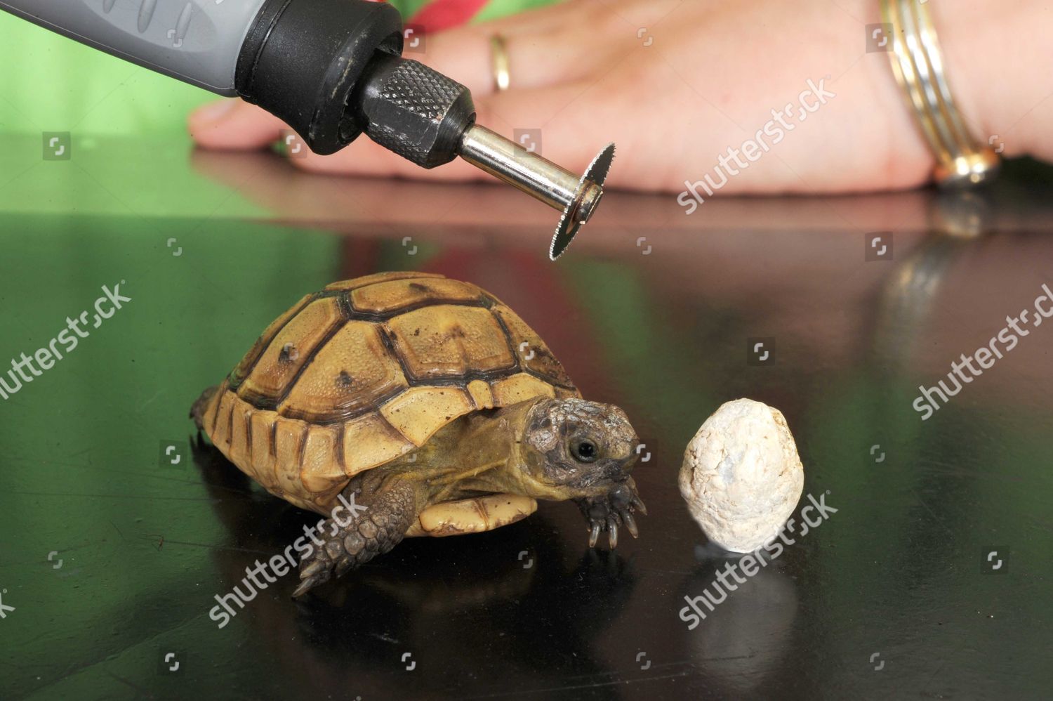 Twinnie Tortoise Bladder Stone Bq Drill Editorial Stock Photo - Stock ...