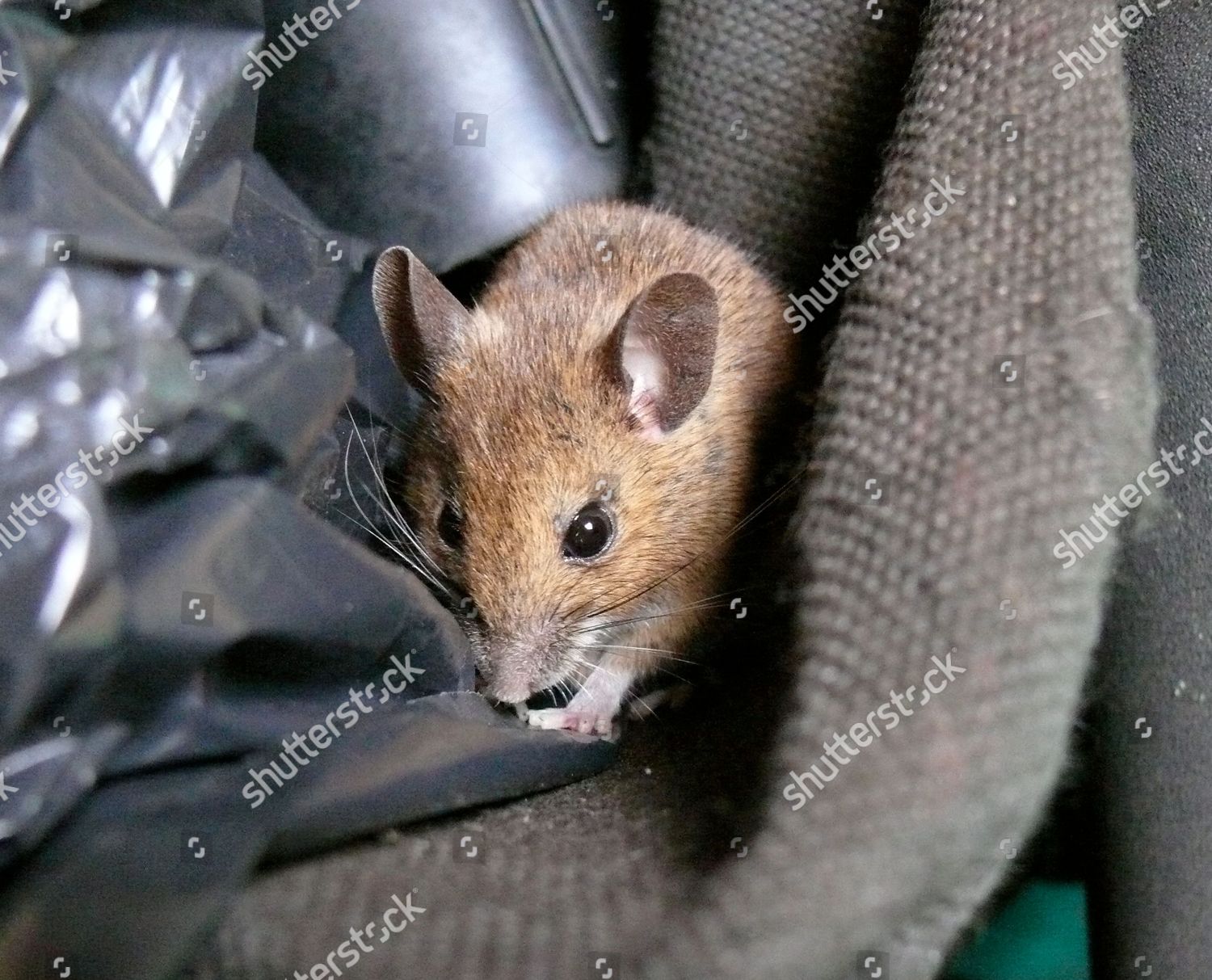Mouse Shelters Rain Berkshire Garden Shed Editorial Stock Photo - Stock ...