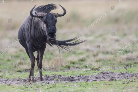 Alcelaphinae Stock Pictures, Editorial Images and Stock Photos ...